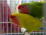 A Internacional Pássaros: Agapornes