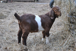 Schiel's Shady Acre Boer Goats: 94% Boer Paint Buck for sale ...