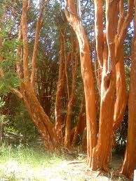 Argentina nativa: Arrayán (Luma apiculata)