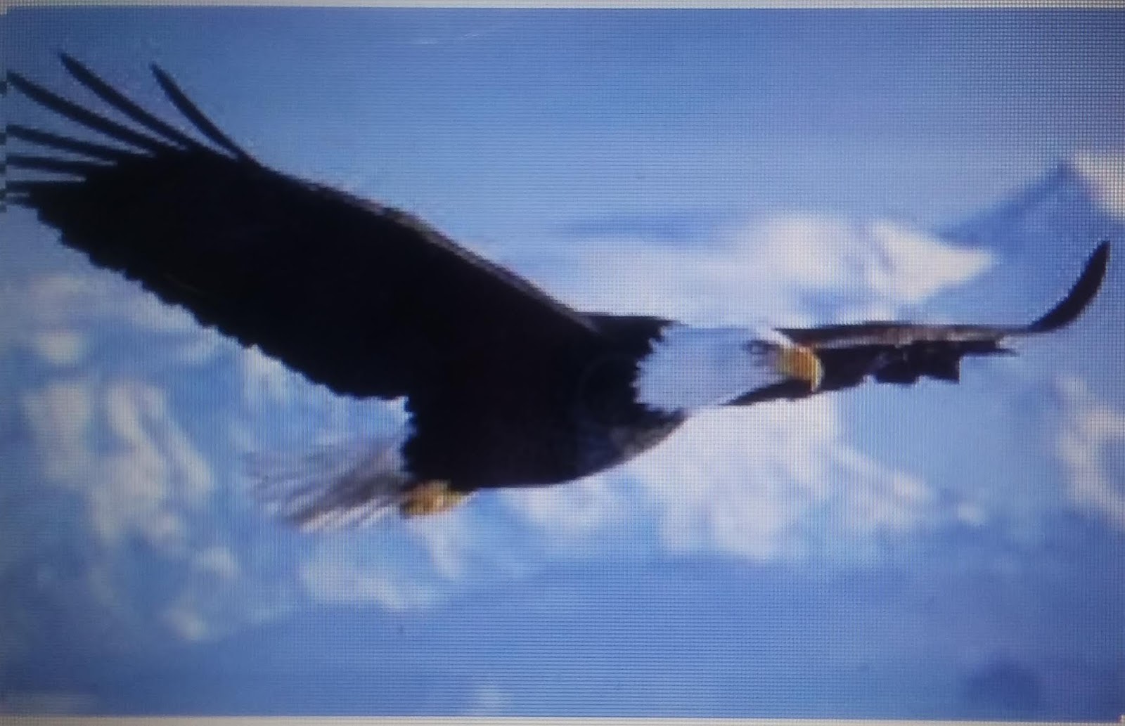 A New Field: The Eagle