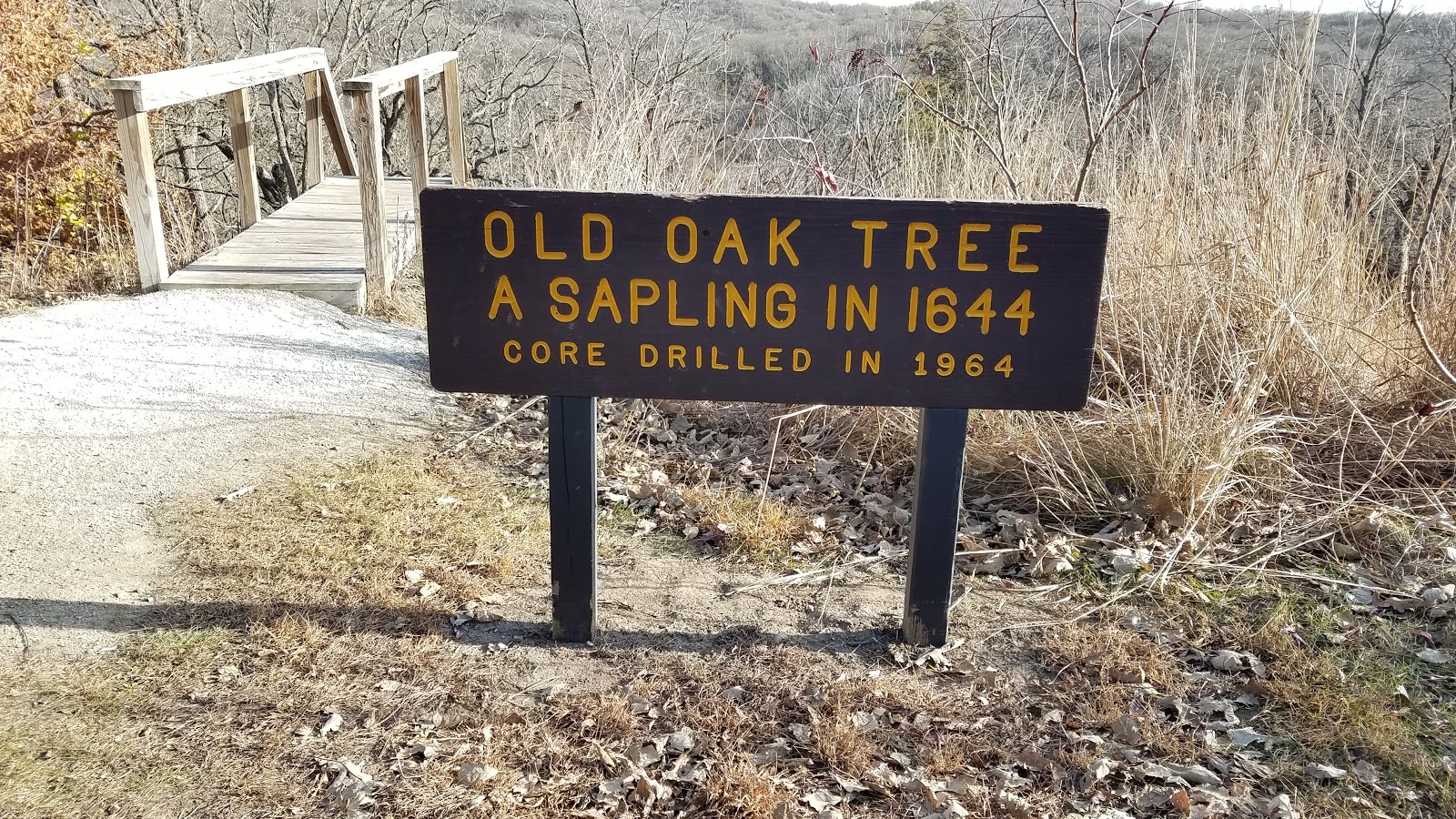 History and Culture by Bicycle: Ponca State Park: Old Oak Tree, 10/28/2018
