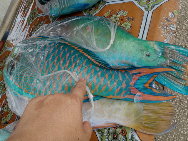 My Coral Adventures: Tonga fish market!