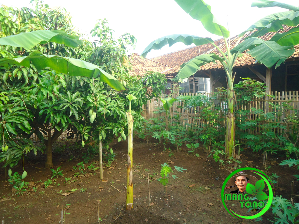 Tanaman di kebun belakang rumah
