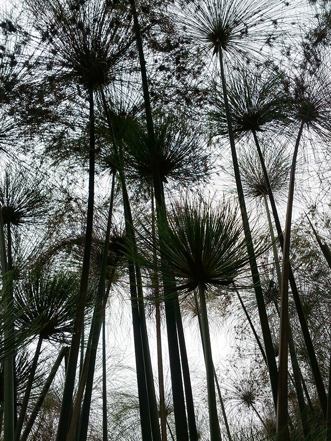 oinge: A Day to Remember on the Oloolua Nature Trail