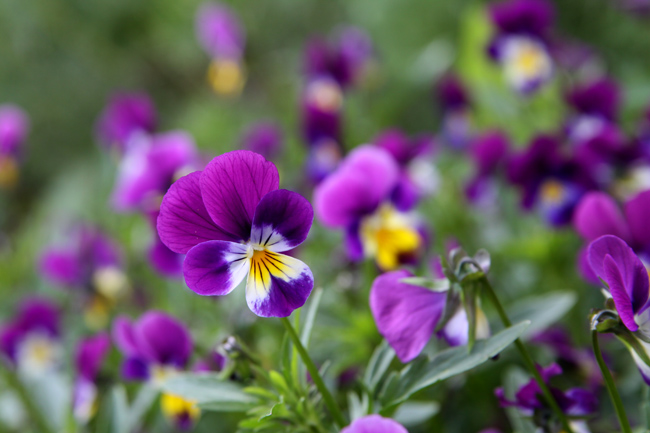 Healing Weeds: Wild Pansy