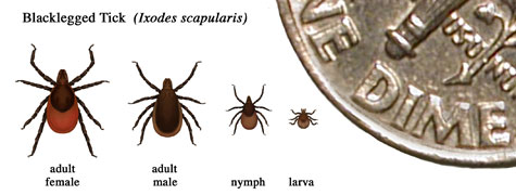 SDMVC: We Love Them Too!: Ticks: Myths vs. Facts