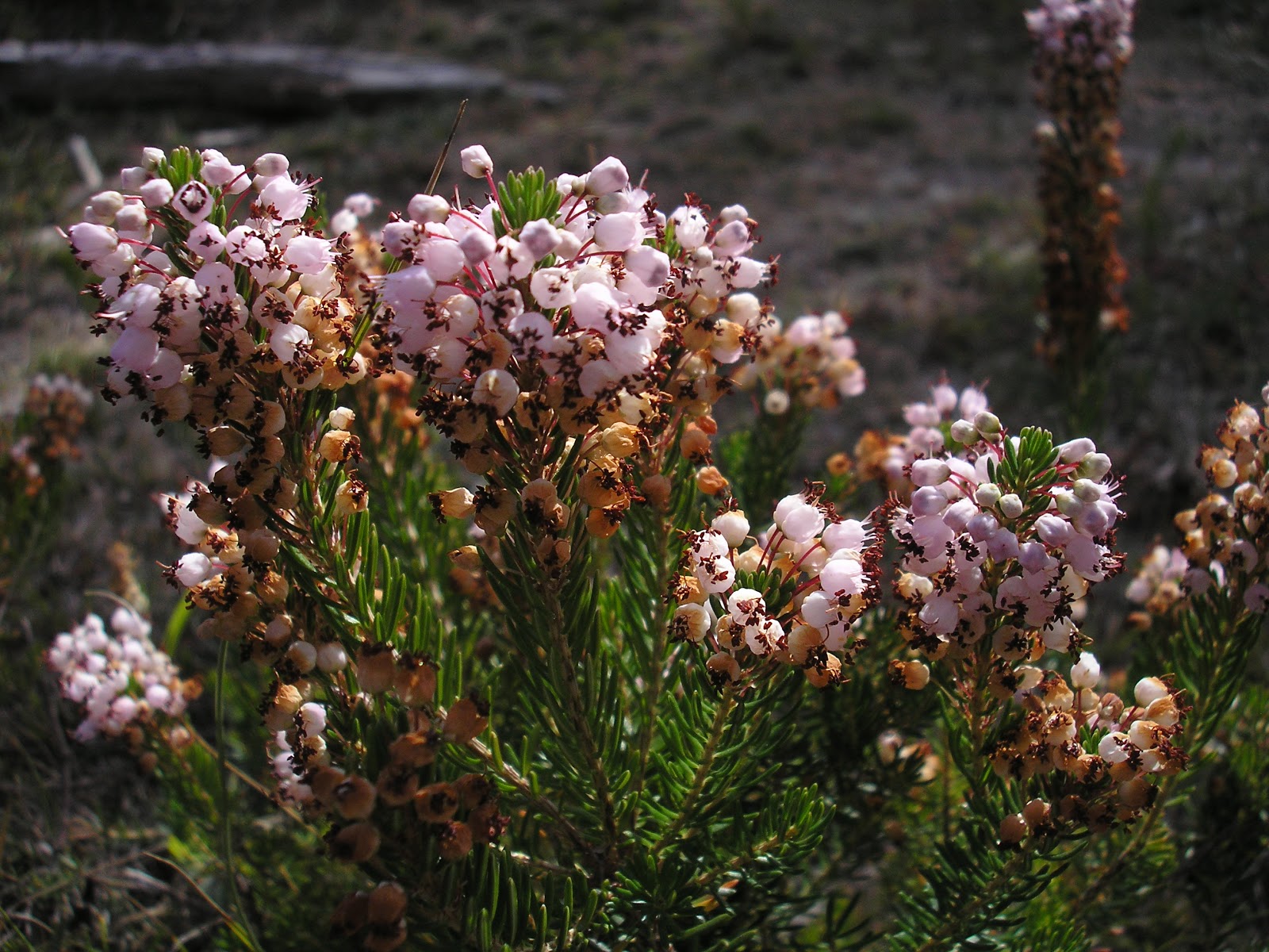 ABEJICUENTOS