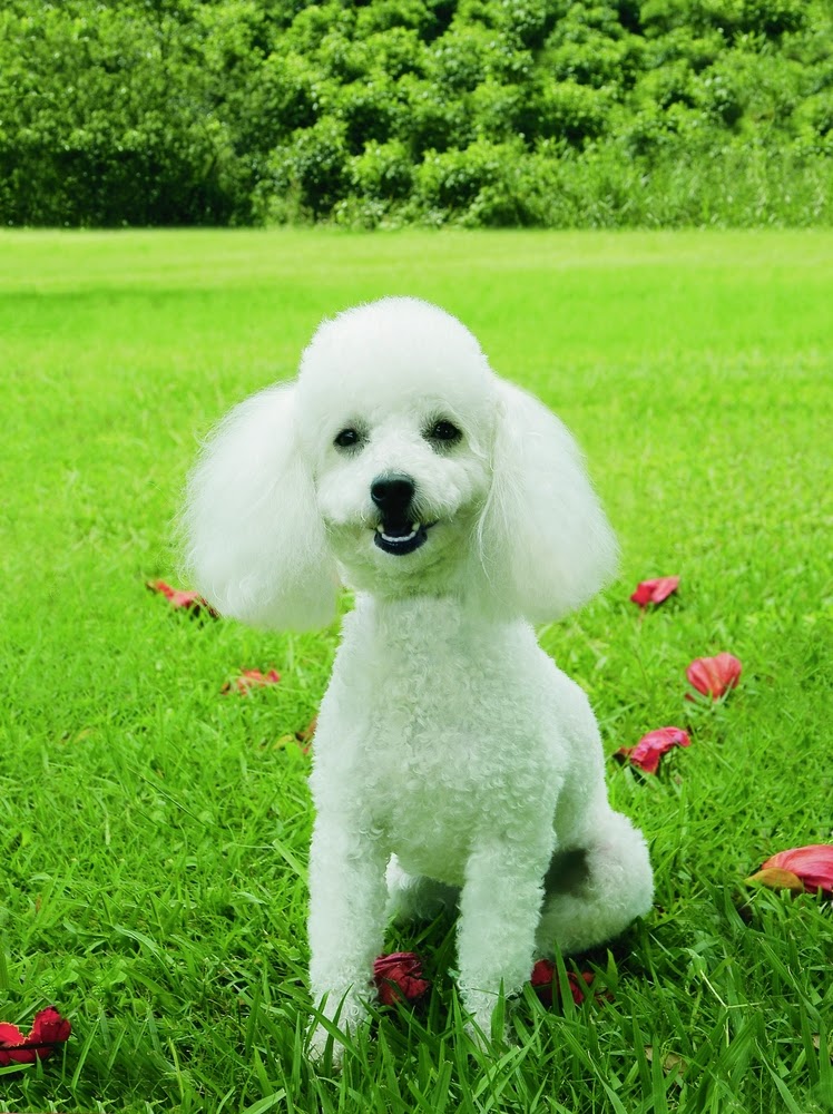 Guía de el poodle: EL CACHORRO POODLE