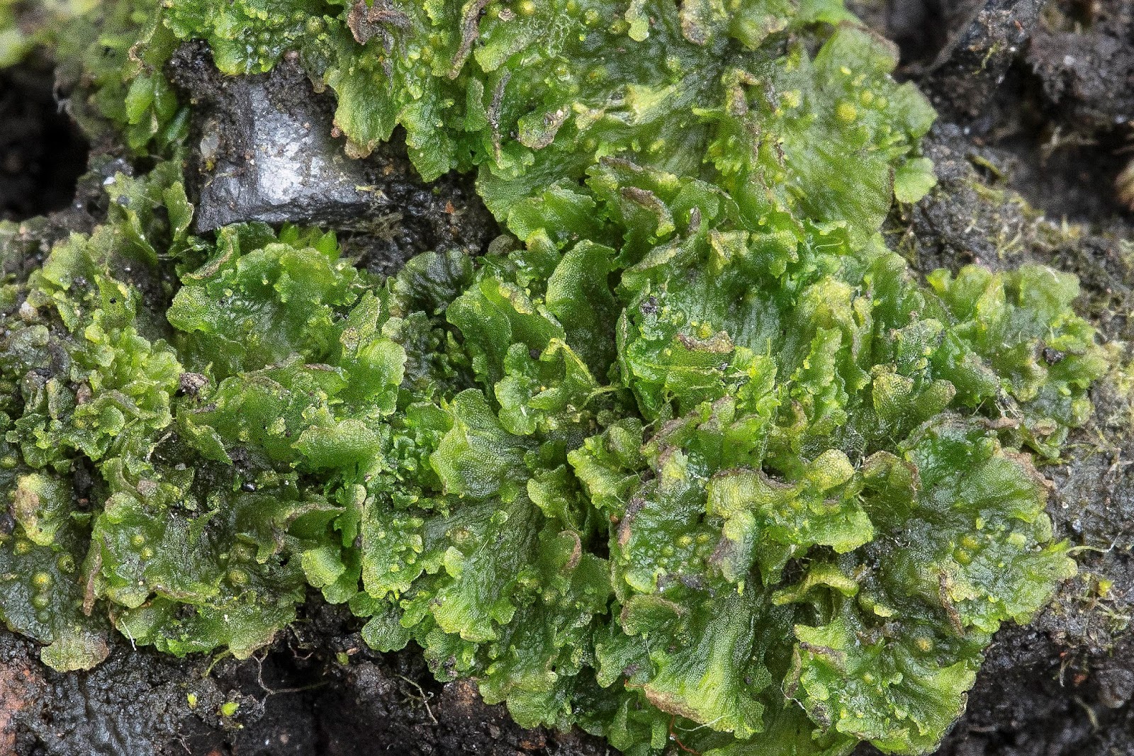 South Wales Bryophytes: Anthoceros punctatus in Afan Forest Park
