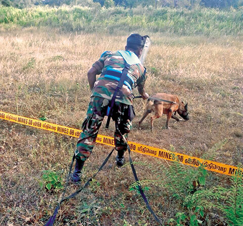 International Award For Sri Lanka Army’s Mine Detection Dog | Gossip ...