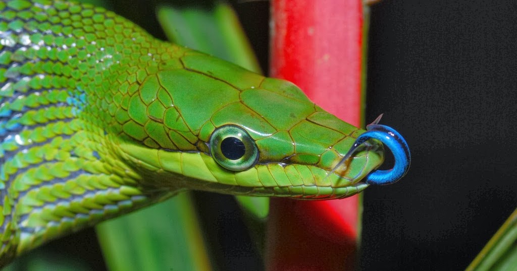 Ular Asli Indonesia: Ular Bajing (Gonyosoma oxycephalum)