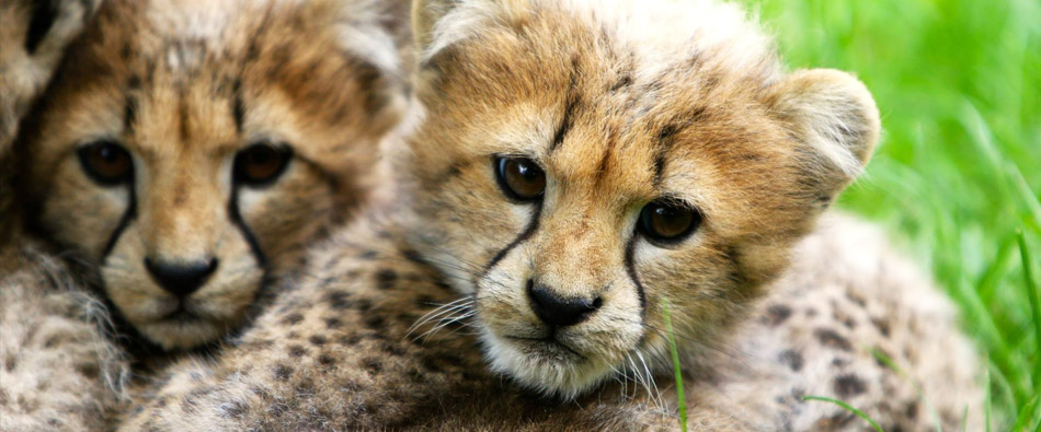 DIA INTERNACIONAL DA CHITA