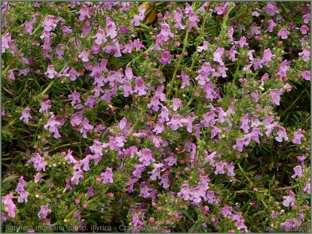 Plant Gallery - Encyklopedia Roślin: Satureja montana ssp. illyrica ...