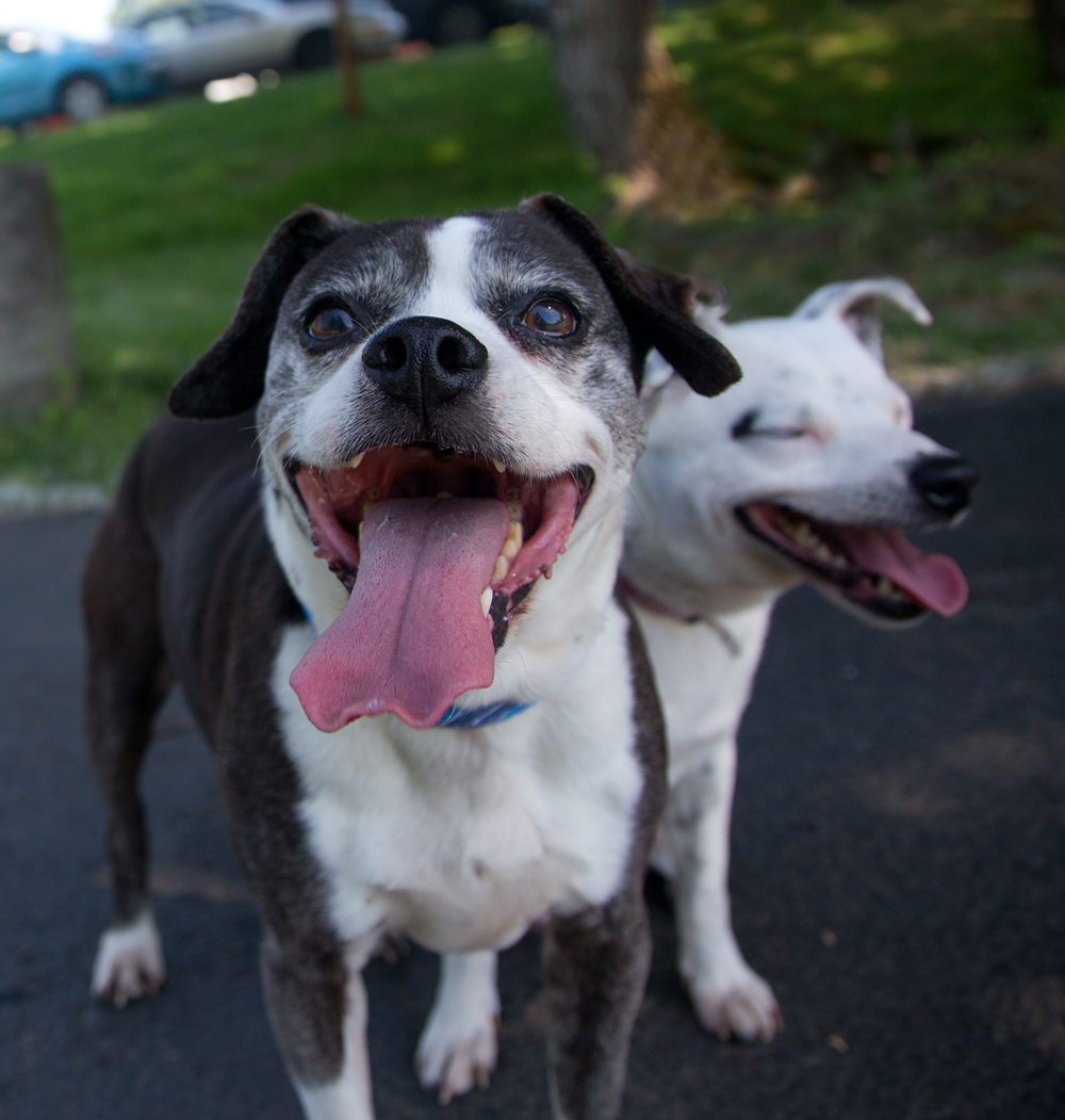 Shelter Dogs of Portland: "SHORTIE" boston/beagle mix and "SHADOW" rat ...