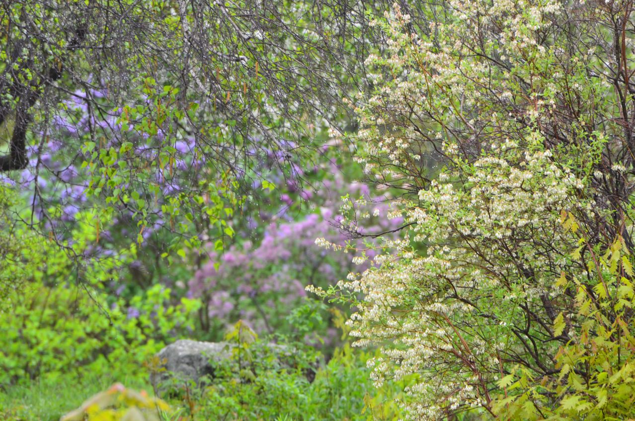 Flower Hill Farm: Looking Back Wildly Native Highbush Blueberries ...
