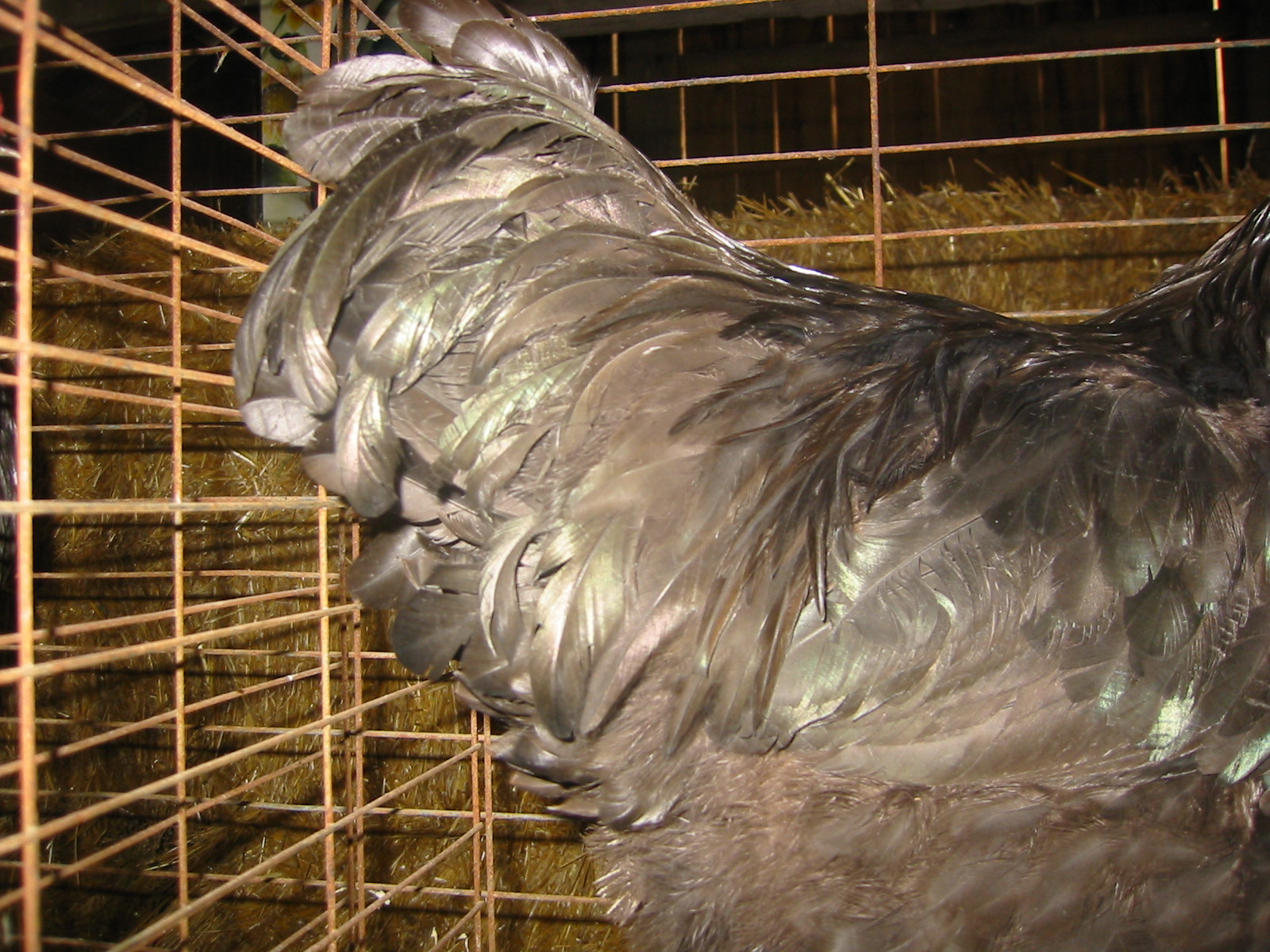 Java breeders: Black Javas