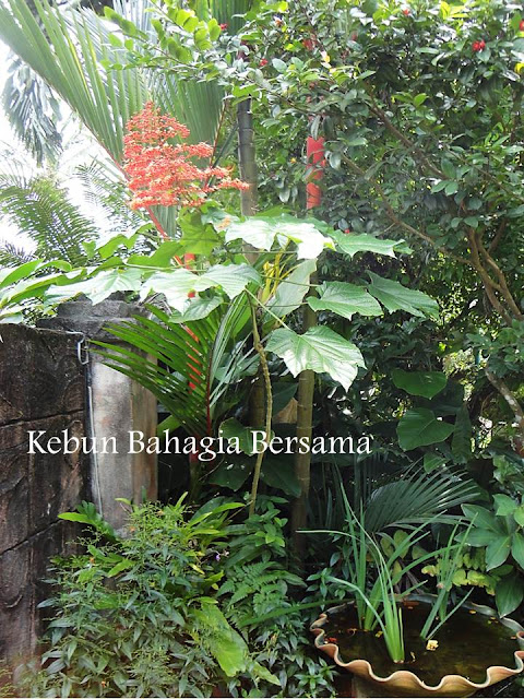 Kebun Bahagia Bersama: White Butterfly (Clerodendrum calamitosum)