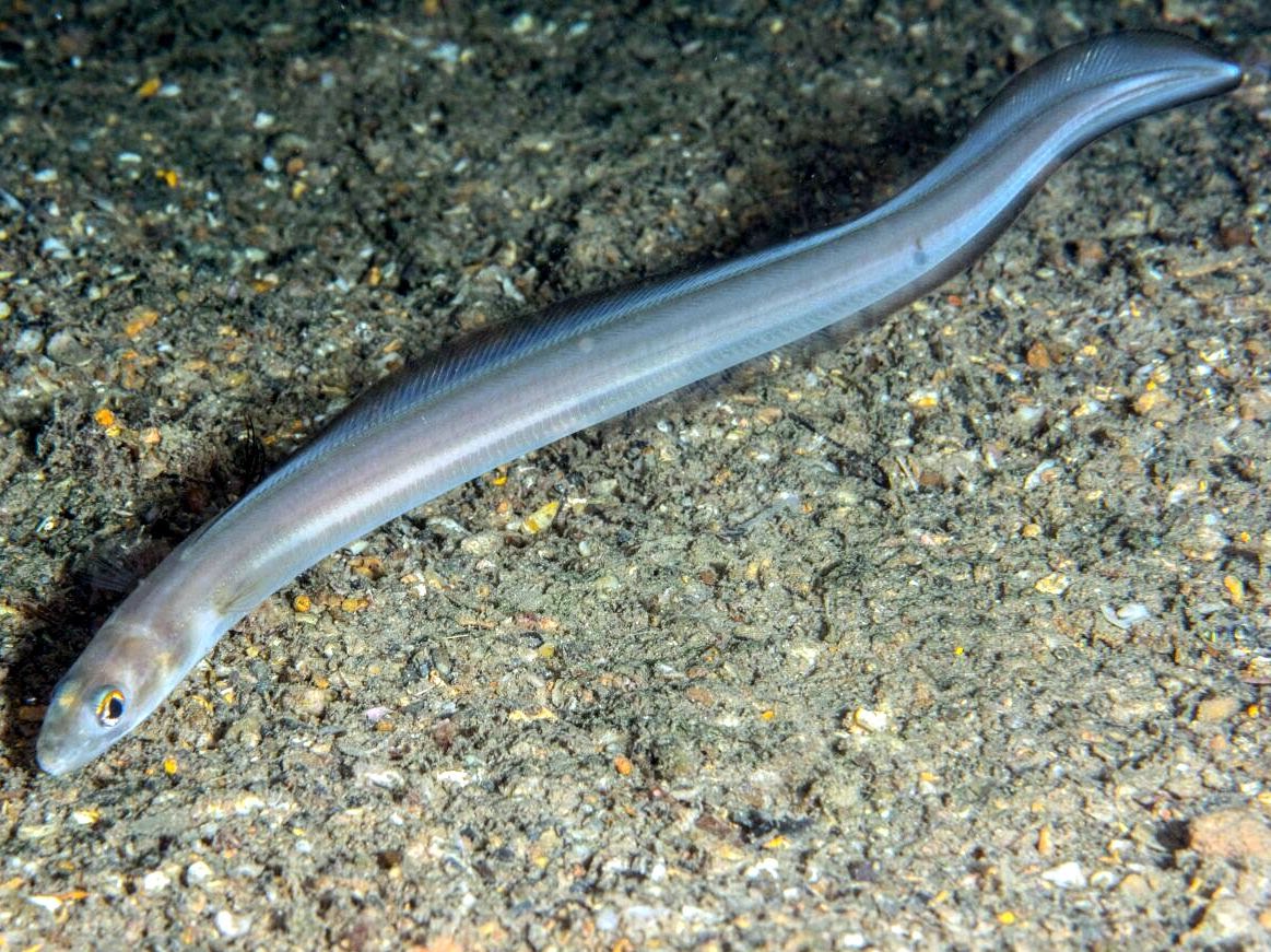 Taxonomía Visu: Phylum Chordata Clases Actinopterygii