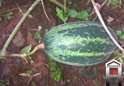 My Mash Melon (Chibud) Story