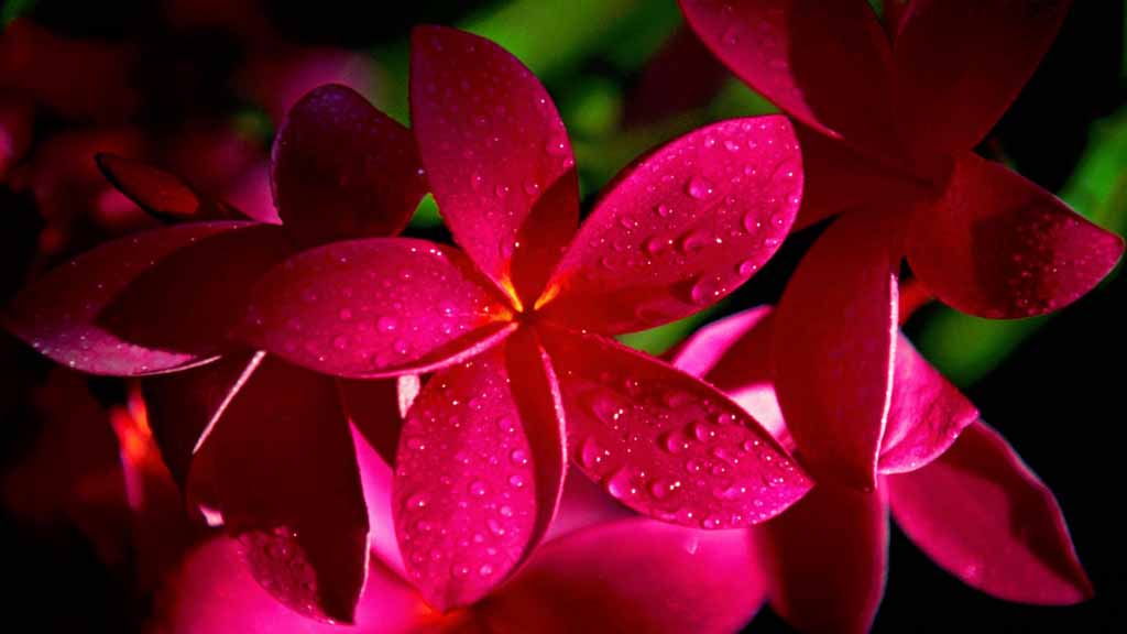 Nature Wallpaper - beautiful flower scenery wallpapers ~ Nature Wallpapers