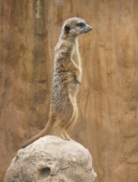 animalstory: TIMON, ¿UN SURICATO?