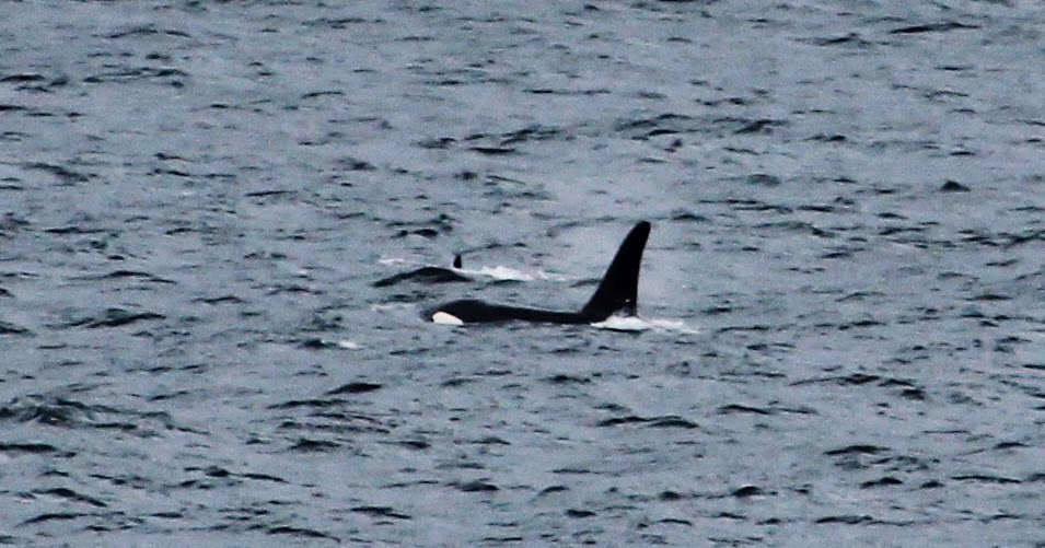 Orca Aware: Your Guide to Orca in UK Waters