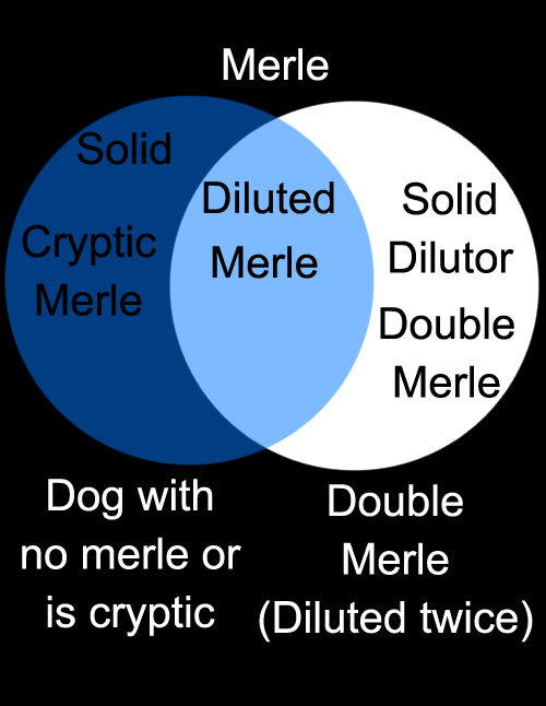 The Random Animal Blog: Cryptic Merle - The Controversy