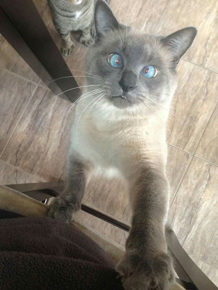 Funny cats - part 333 (40 pics + 10 gifs) | Amazing Creatures