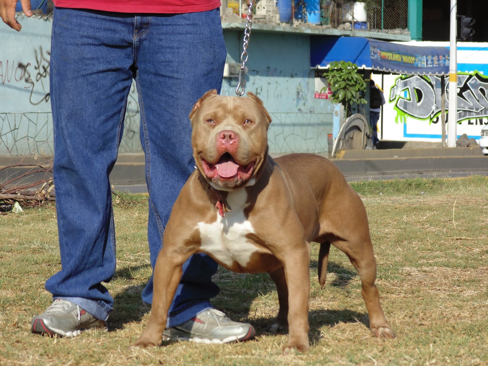 devilspitbull