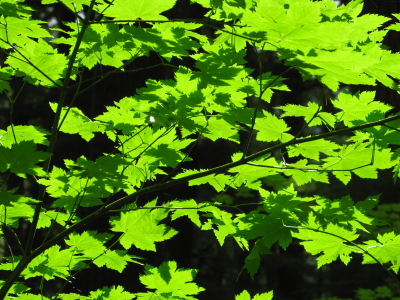 ALLERGENA - Allergy Relief for Where You Live™: Allergies to Maple Trees?