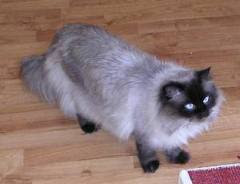 Specifically Type of Cats Himalayan Cat - Persian+Siamese Breeds ...