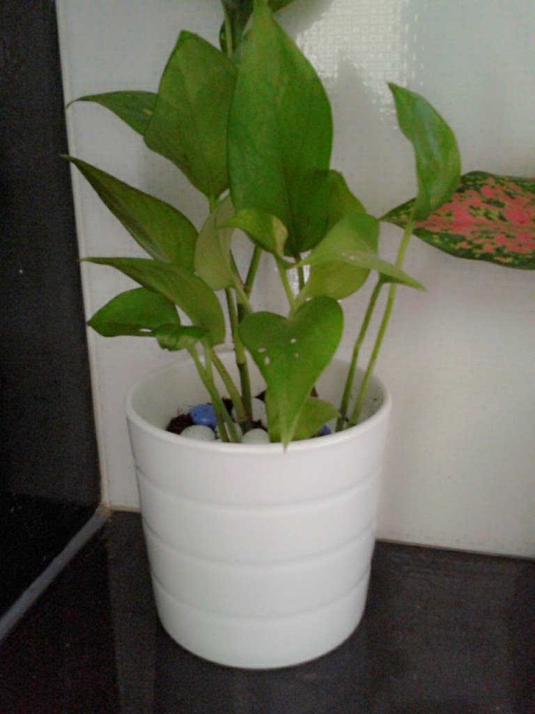 QASIH MAMA: POKOK BUNGA INDOOR