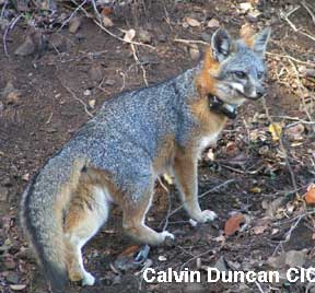 Friends of the Island Fox: For Teachers