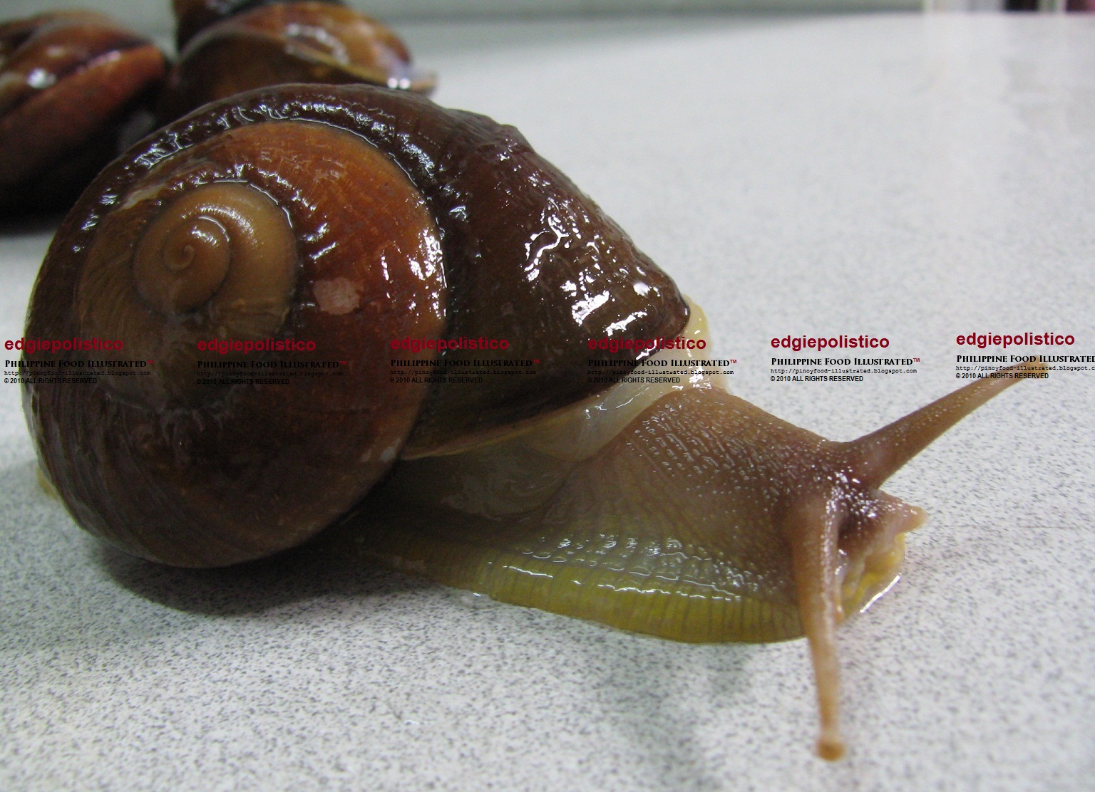 Philippine Food Illustrated: taklong