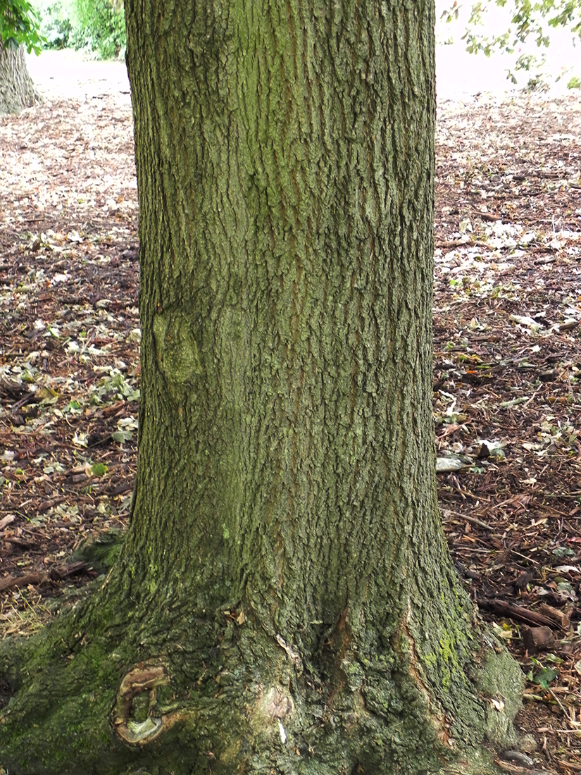 Á R B O L E S (T R E E S) y P A L M E R A S (P A L M S): Acer campestre ...