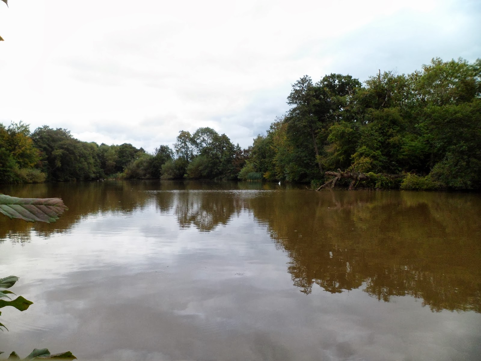 The Intrepid Piscator: Redmire Pool 2013