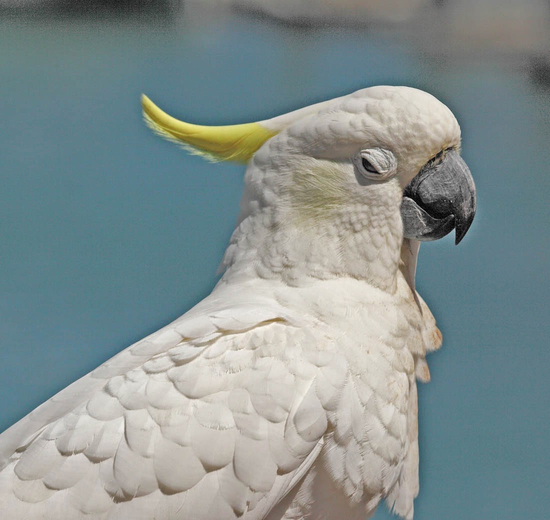 BunyipCo: April 2014