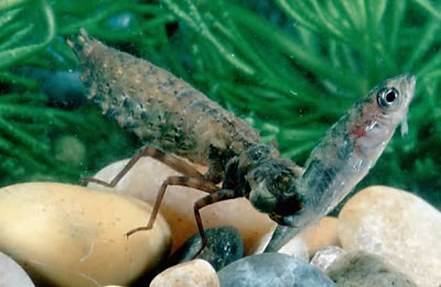 Las libélulas: las danzarinas del aire.