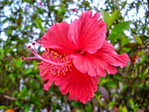 Rose Mallow-Hibiscus rosa-sinensis-Wada Mala(Hibiscus Archeri) | SL Flora