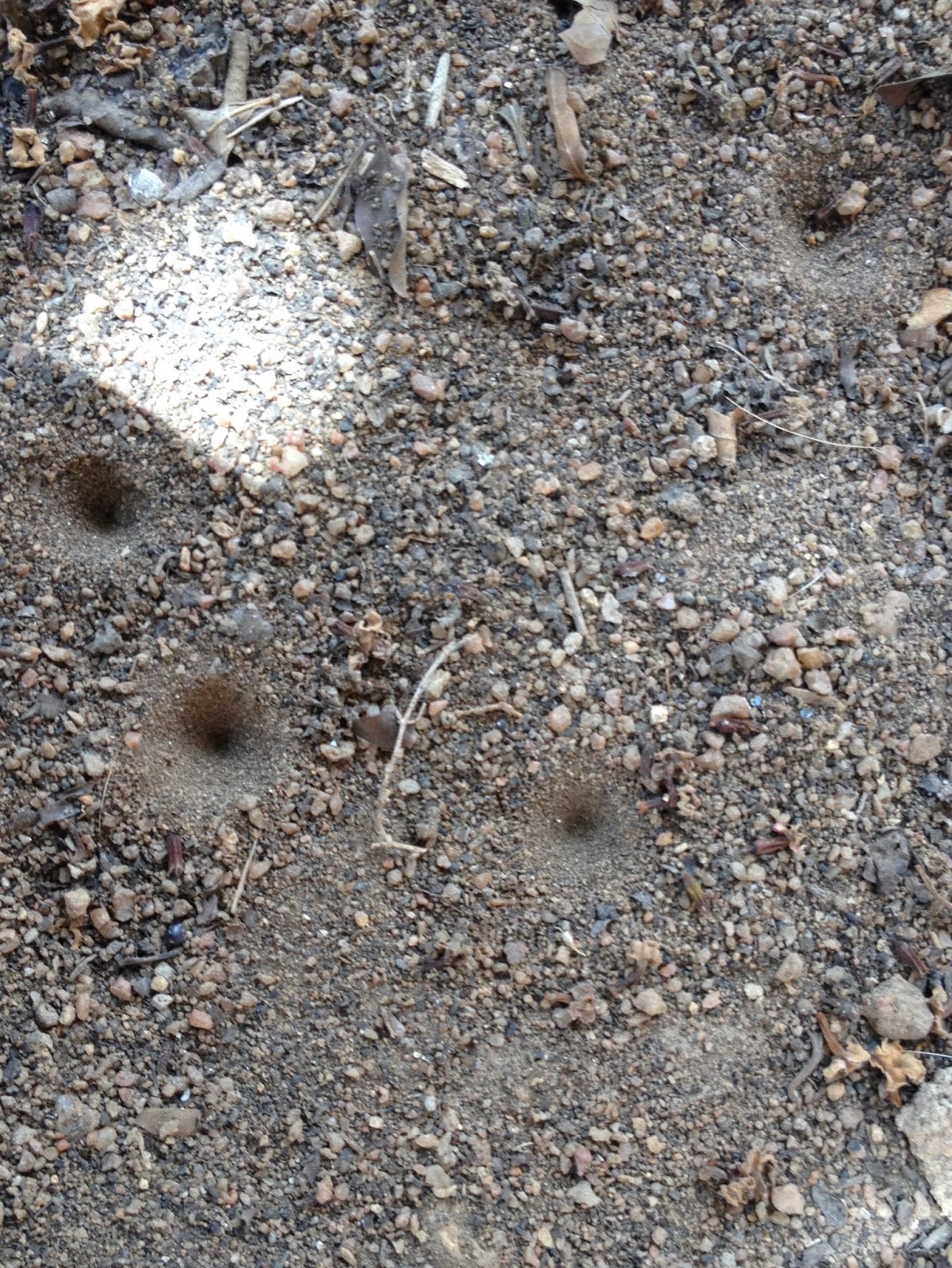 Dewdrops of Joy: A Homeschool Mom's Education on Antlions