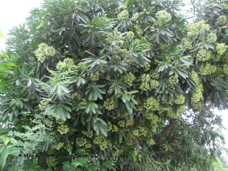Devil Tree (ছাতিম ফুল) - Alstonia scholaris