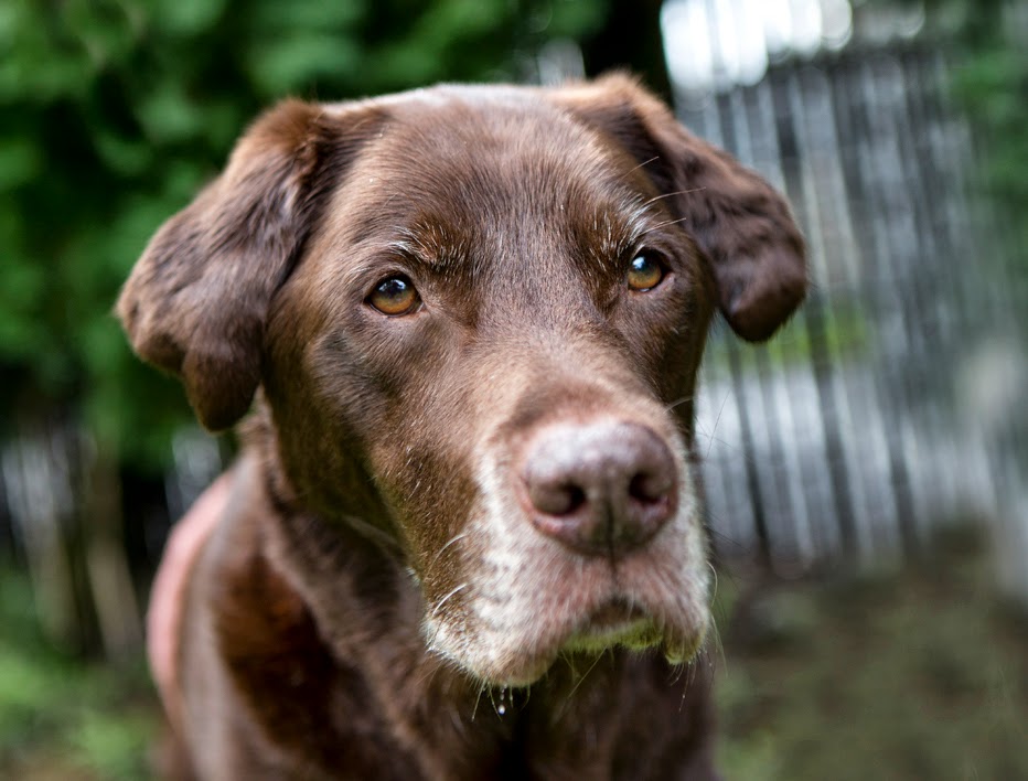 Shelter Dogs of Portland: "MAISY" a lovely senior Chocolate Lab gal