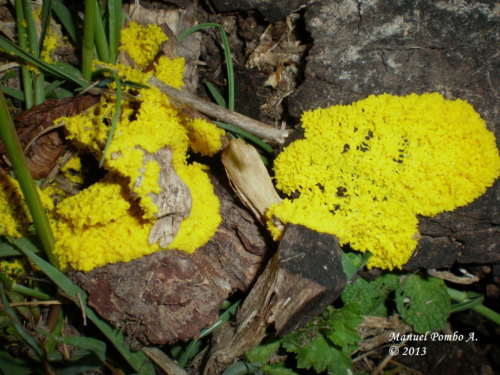 Un micólogo aficionado: Fuligo septica