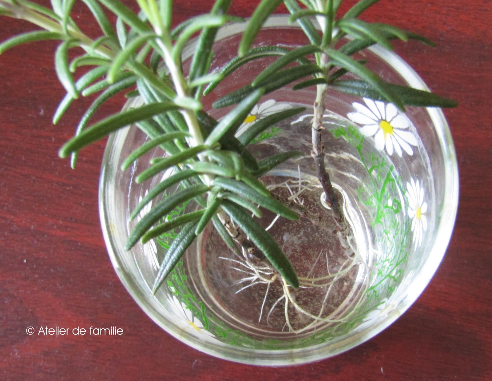 Butașii de rozmarin au format rădăcini ~ Atelier de familie