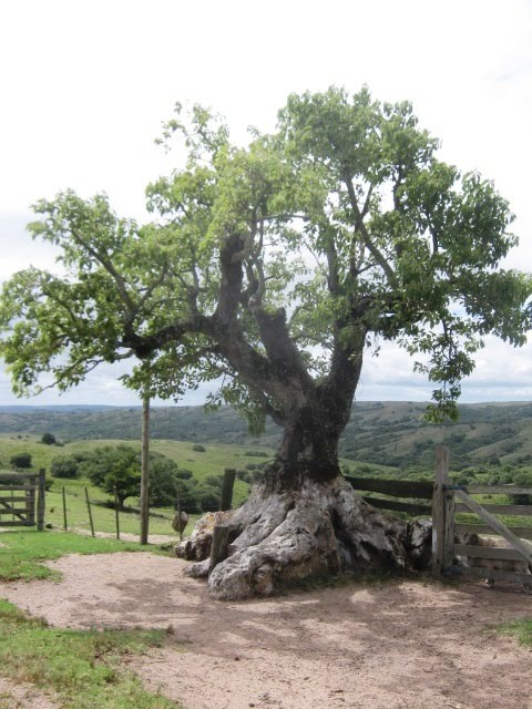 Blog do Géder: A LENDA DO UMBÚ