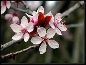 Plum Blossom( china national flower) flowers flowers