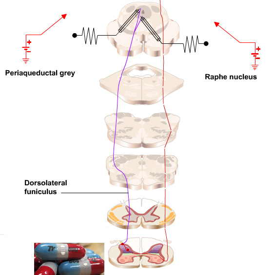 The Neurocritic: April 2013