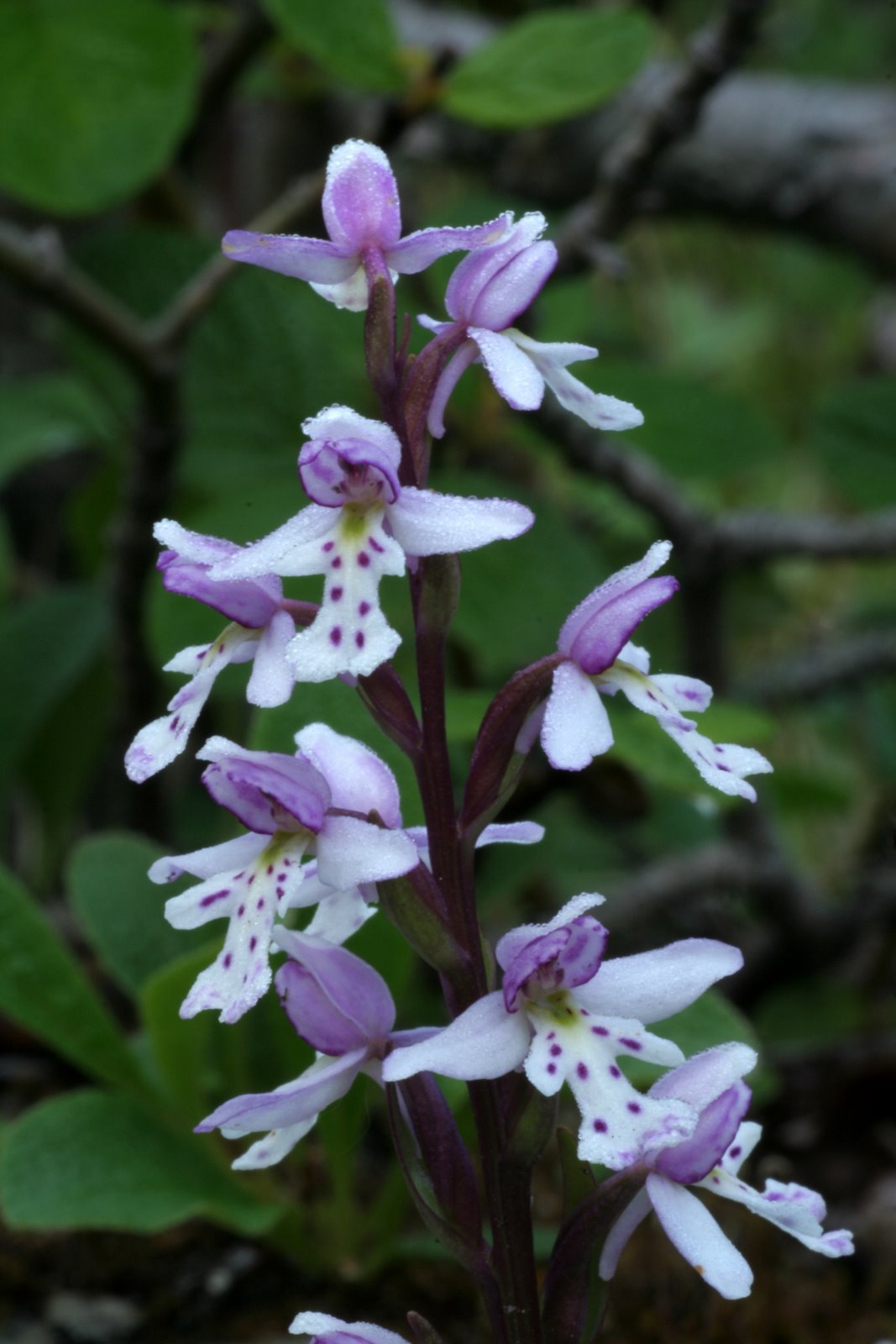 Native Orchids of the Pacific Northwest and the Canadian Rockies (and ...