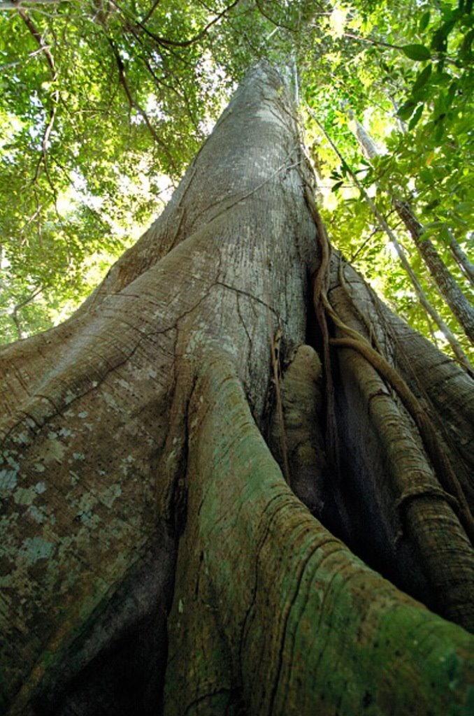 DISCOVER THE BRAZIL: Amazonas - Biodiversity