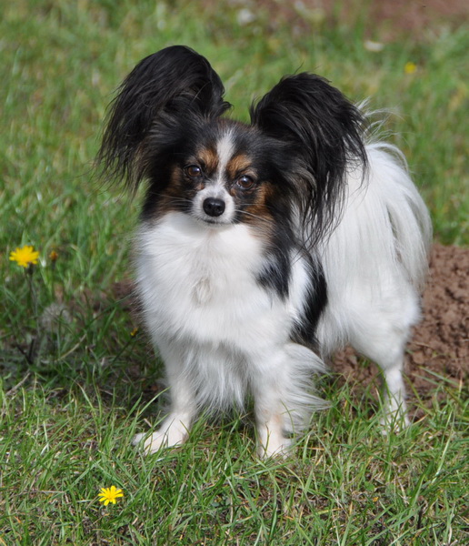 Road's End Papillons : Papillon, Phalene, U Ask: Short Hair vs Long Hair